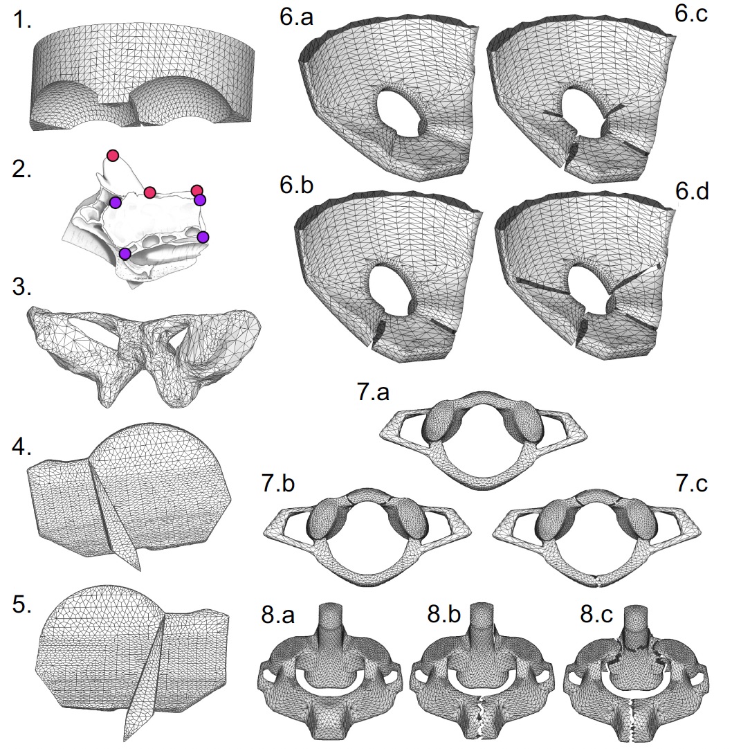 Modeling Growth Dynamics of the Craniocervical Junction in Children